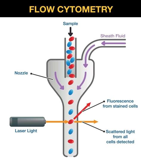 What Is Flow Cytometry Notch Optics