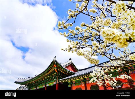 Gyeongbokgung Palace Cherry Blossom Hi Res Stock Photography And Images Alamy