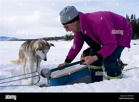 Sled Dog And Musher Feeding Time Lake Labarge Yukon Territory