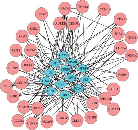 Tf Gene Network Construction A A Visualization To Present Which Tfs Download Scientific