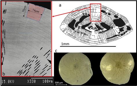 Foraminifera Labeled