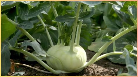 हाई यूरिक एसिड में गांठ गोभी खाने के फायदे Ganth Gobhi Benefits For