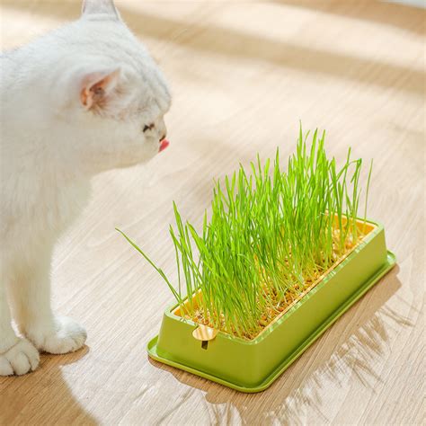Cat Grass Growing Kit Cat Grass Planter Cat Grass Buy Cat Grass Box