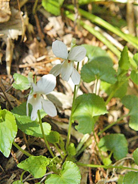 シロバナタチツボスミレ Viola grypoceras forma albiflora スミレ科 Violaceae スミレ属 三河の植物観察