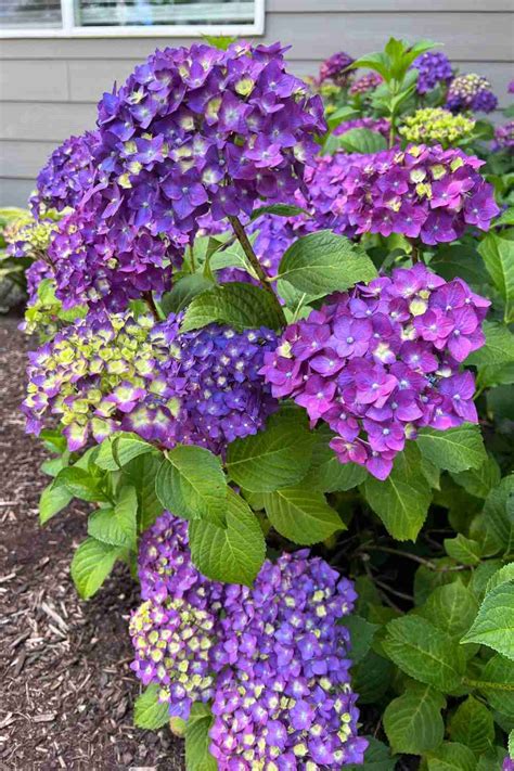 5 Gorgeous Hydrangea Arrangement Ideas Hydrangea Love