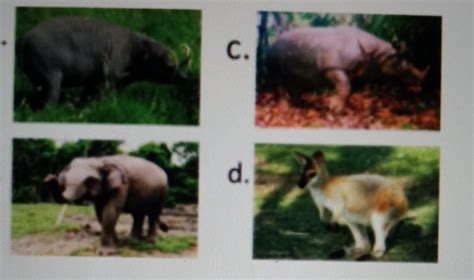 Detail Gambar Fauna Tipe Peralihan Koleksi Nomer 31