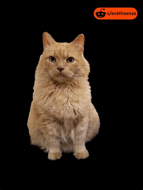 Can You Remove The Background R Photoshoprequest