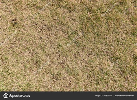 Dry Grass Field Background Dry Grass Field Background