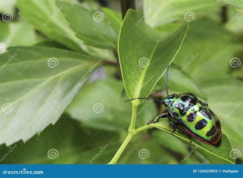 The Beautiful Metallic Green Ladybug Stock Image Image Of Green Leaf 126029893
