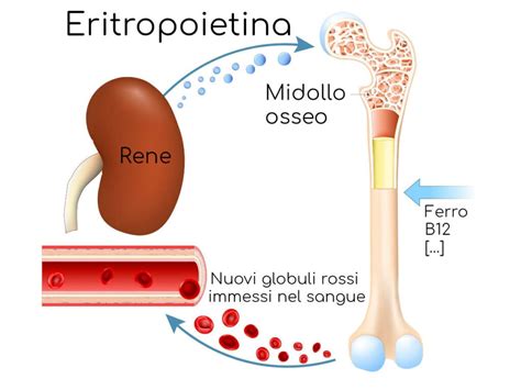 Eritropoietina Epo Alta Bassa E Valori Normali Scopri I Valori Normali