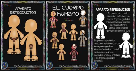 Aparatos Y Sistemas Del Cuerpo Humano Imagenes Educativas