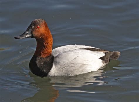 Canvasback Duck Facts At Natalie Murray Blog