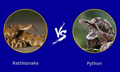 Florida Showdown Who Emerges Victorious In A Rattlesnake Vs Python