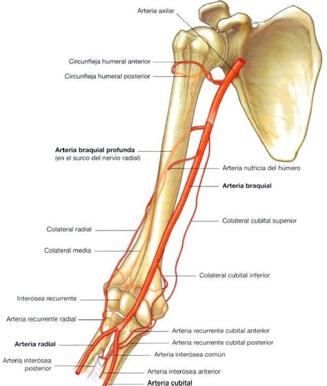 Pin De Youareyou En Body Concepto De Anatomia Anatomía Médica
