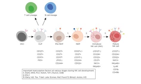 How Do Natural Killer Cells Recognize Their Targets At Joshua Mayes Blog