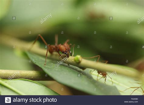 Ant Carry Leaf Stock Photos Ant Carry Leaf Stock Images Alamy