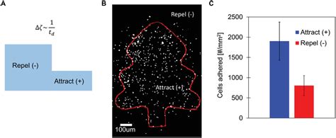 Patterning Cells A Surface ζ Depends On The Thickness Of The