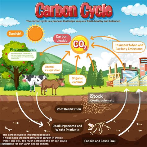 Carbon Cycle Diagram For Science Education Stock Illustration