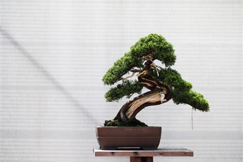 How Long Does A Bonsai Tree Live Lifespan Factors Explained Foliage Friend Learn About