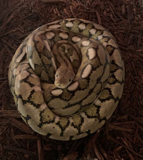 questions about super dwarf reticulated pythons reticulated pythons