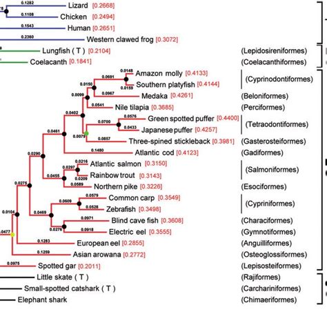 —phylogenetic Relationships Among Fish Species The Phylogenetic Tree