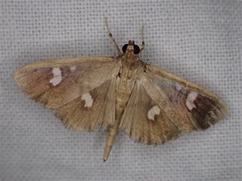 Nagiella Quadrimaculalis