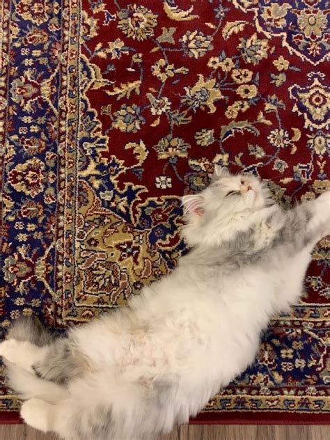 اقتباسات افتار قطوه Cute Cats Pretty Cats Animal Room