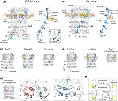 Type Ii Secretion System Outer Membrane Complex A Structure Of A Download Scientific Diagram
