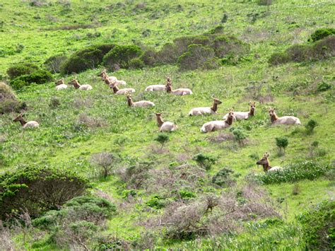 Wildlife Viewing In The California Coastal Prairies Of National Parks