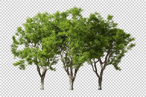 Premium Psd Isolate Realistic Outside Tropics Trees Group 3d Rendering