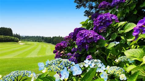 ‘신들의 정원 사이프러스cc는 지금‘女心 저격 수국 세상