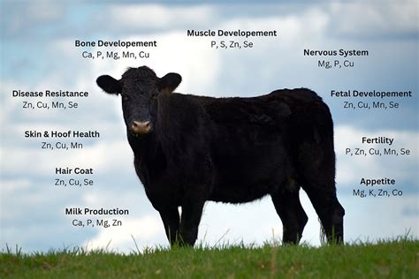 Choosing The Best Minerals For Cattle Ralco Agriculture