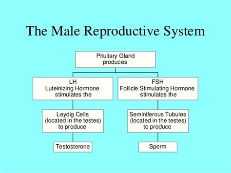 Chart Of Reproductive System Hormones