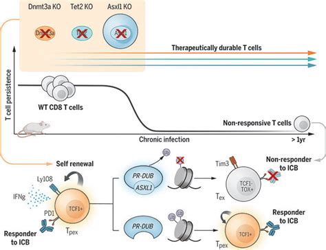 Cristina Girao Biochemistmsc Cell Biologyphd Immunology On Linkedin