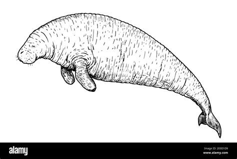 Drawing Of Stellers Sea Cow Hand Sketch Of Extinct Mammal Stock