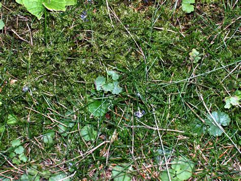 Free Photo Grass And Plants Garden Grass Green Free Download