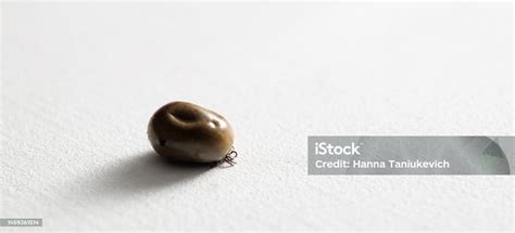 하얀 스튜디오 배경에 누워 있는 큰 술취한 진드기 공간을 복사합니다 기치 라임병 및 진드기 매개 뇌염과 같은 질병 운반체로서의