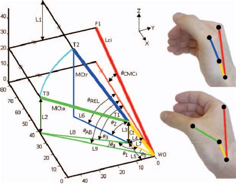 Figure 4 From Development Of A Parametric Kinematic Model Of The Human Hand And A Novel Robotic