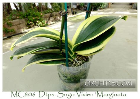 Phal Sogo Vivien Marginata Jc Aos Sogo Al Ice X Zuma Pixie
