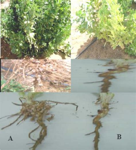 Root Systems Of Non Inoculated And Inoculated Faba Bean Nobaria 1
