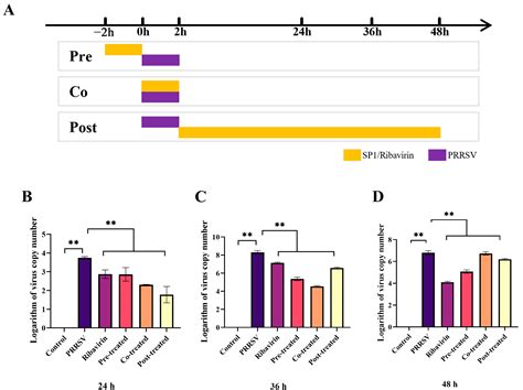 Antioxidants Free Full Text A Novel Polysaccharide From Sargassum Weizhouense Extraction