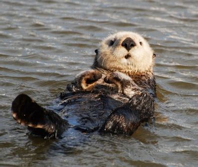 Sea Otter Pa Agualoo