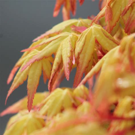 Japanese Maple Acer Palmatum Koto Hime 2 7