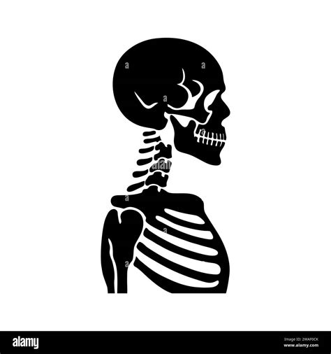 X Ray Side View Cut Out Stock Images And Pictures Alamy