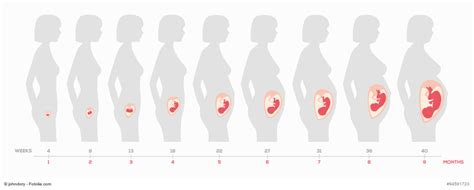 Ssw Pregnancy Informations