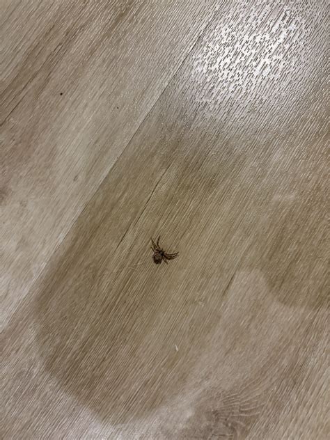 Unidentified Spider In Oklahoma United States