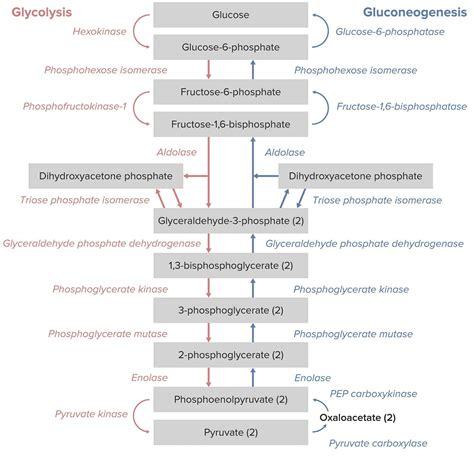 Gluconeogenesis Simple Pathway