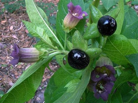 Belladonna Piante Medicinali Proprietà Belladonna Coltivazione