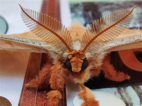 Cute Moth I Found In Vic Australia R Moths