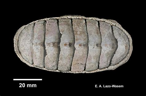 Worms World Register Of Marine Species Polyplacophora